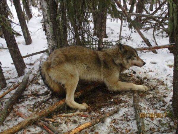 Modern Wolf Traps - Grizzly Creek Lodge