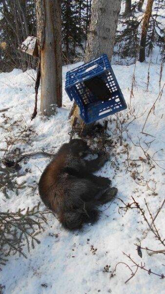Yukon trapline, our first winter in the Logan mountains